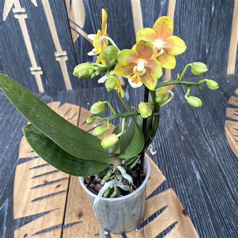 Phalaenopsis KS Balm 'Yellow Chocolate' *parfumata