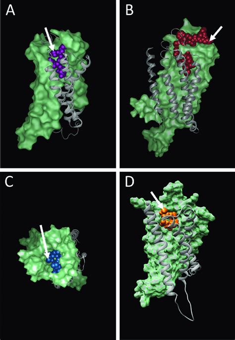 Docking Of Peptide And Lipid Ligands Into Their Cognate Receptors A Download Scientific