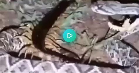 Large Centipede Vs Snake Album On Imgur