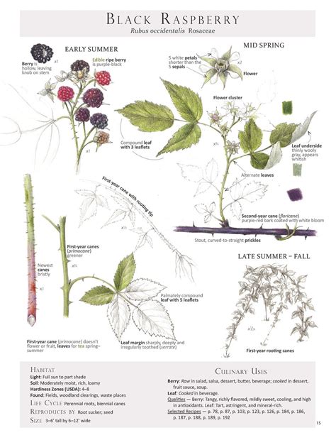 Foraging And Feasting Plant Id Pages Edible Wild Plants Plant