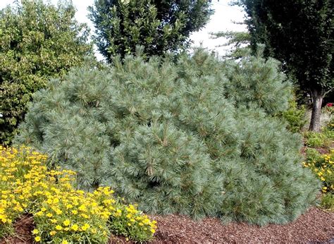Dwarf Eastern White Pine Pinus Strobus Nana Monrovia Plant