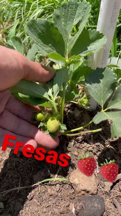 Matas De Fresas 2 Meses Creciendo Y Con Pocos Frutos Youtube