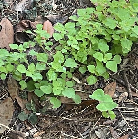 Help Identifying Plant R Plant