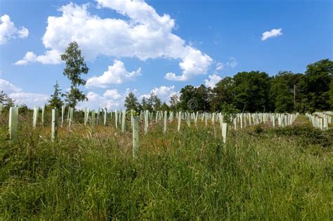 Reforestation With Tree Seedlings With Plastic Tubes Around Stem