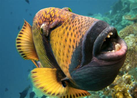 Do Triggerfish Attack Divers