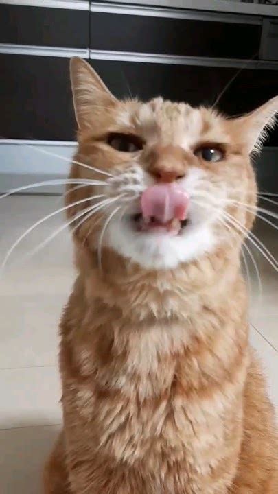 あくびする茶トラ猫 Shorts Youtube