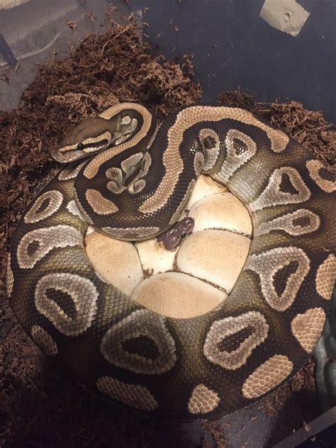 Maternal Incubation Method Ball Pythons Morphmarket Reptile Community