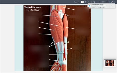 Ventral Forearm Diagram Quizlet