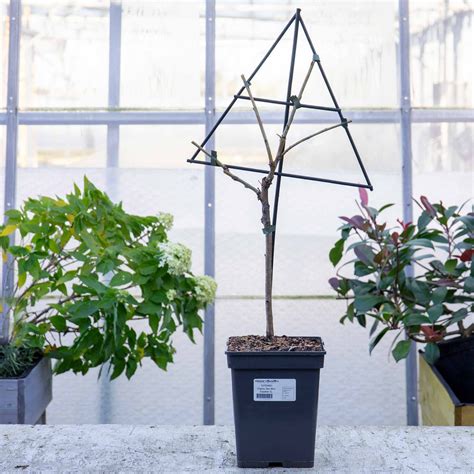 Cherry Van Mini Espalier 5l Potted Tree Buy Cherry Tree Online Cherry Tree For Sale