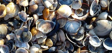 Clams Dream Meaning Complete Guide 2026