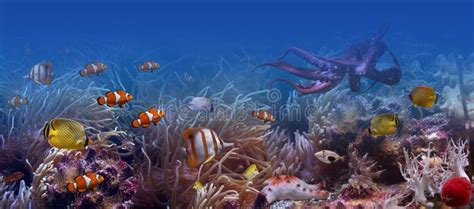 Monde Sous Marin Image Stock Image Du Egypte Aquatique