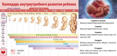 Развитие плода на 23 неделе беременности 15 фото Xnj происходит с