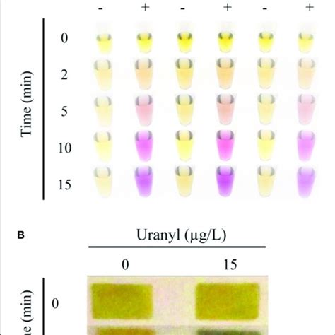 Colorimetric Detection Of Uranyl In Environmental Water Samples