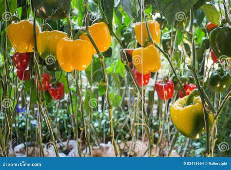 Sweet Pepper Bell Pepper Or Capcicum Plant Display In Food Fest Stock