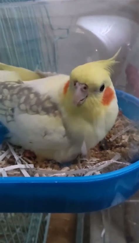 알을 품은 아서 알은 아서가 꾸는 꿈 아서 Cockatiel 앵멍 반려조 Youtube