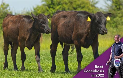 Beating Cocci Cocci In Calves At Grass Weekly View Farm Health First
