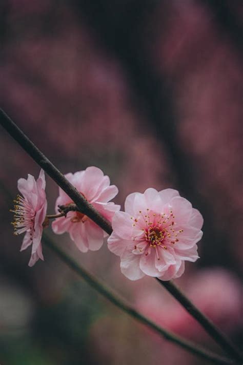 봄철 분홍빛 벚꽃 꽃의 클로즈업 · 무료 스톡 사진