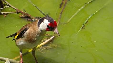 Jilguero Pájaro Pico Free Video On Pixabay
