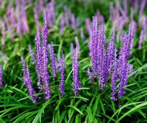 When To Prune Monkey Grass Advice For This Shady Perennial Homes And