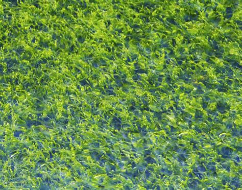 Green Algae Background Stock Image Image Of Abstract 150528407