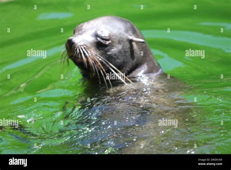 The Brown Fur Seal Arctocephalus Pusillus Also Known As The Cape Fur
