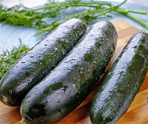 Cucumis Sativus Cucumber Marketmore Easyseeds