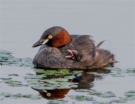 Little Grebe Tachybaptus Ruficollis Also Known As Dabchick Belleza