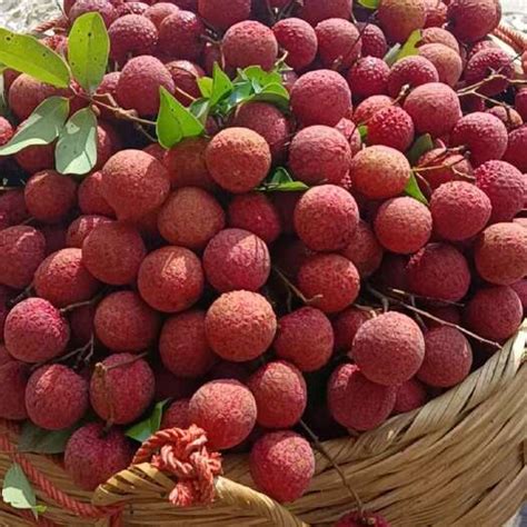 挂绿荔枝多少钱一粒？ 惠农网