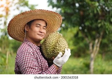 Asian Farmer Man Paddy Field Wears Stock Photo Shutterstock