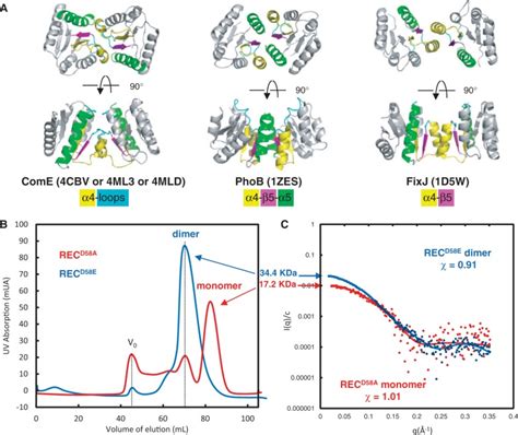 Dimerization Modes Of Homologous Rec Domains A Dimerization Mode Of
