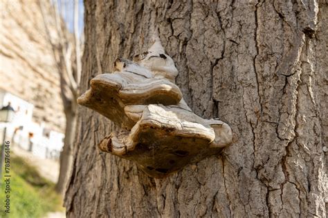 Fomitiporia Robusta Phellinus Robustus Is A Species Of Wood