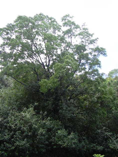 Cedrela