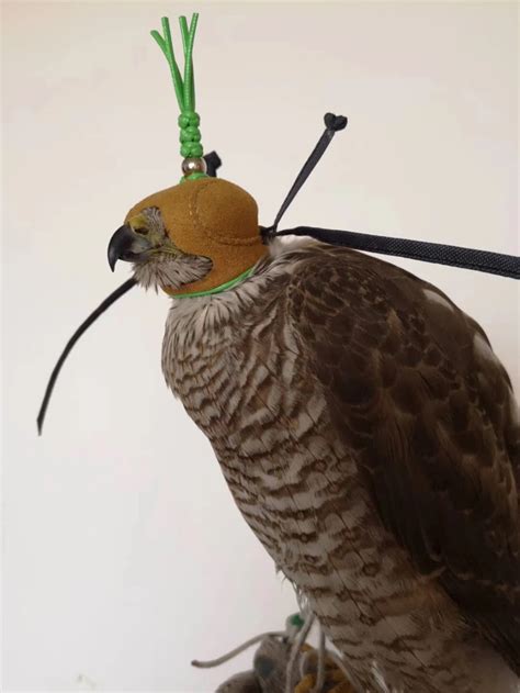 Falconry Mask