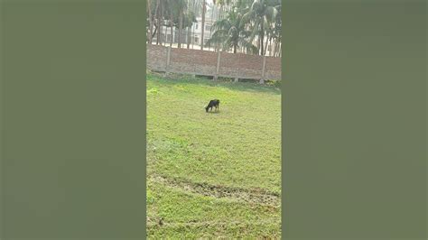 গরু বকের বন্ধুত্ব😊😍 Youtube