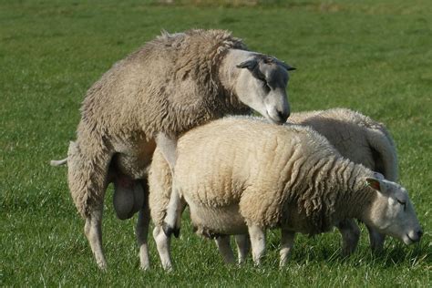 Sheep Whey Mating Free Photo On Pixabay