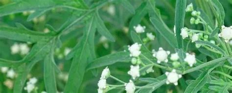 Effects Of Parthenium Hysterophorus Carrot Grass Weed Abc Of Agri