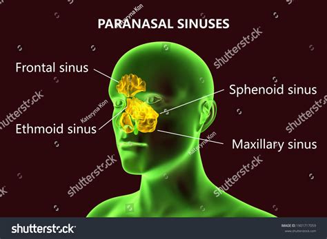 Ethmoidal Sinus