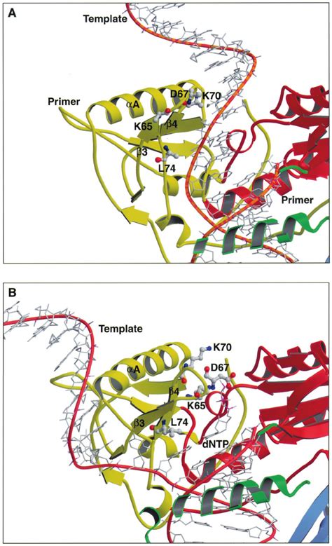 Models For The Extended Template In The Binary And Ternary Complexes