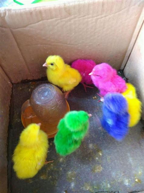 Rainbow Chickens