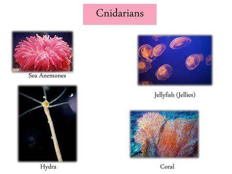Ppt Sponges And Cnidarians Powerpoint Presentation Free Download