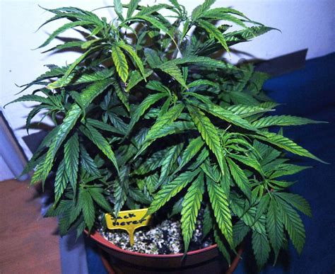 Deficiency And Excess Of Magnesium In Cannabis Plants Alchimia Grow Shop
