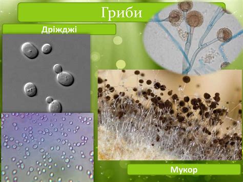 Середовища існування одноклітинних організмів їхні процеси