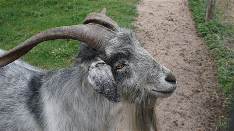 Goat Zoo Horns Free Photo On Pixabay