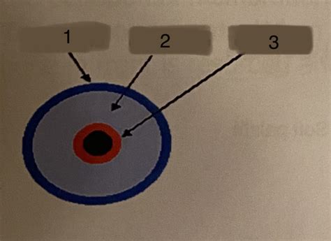 Embryology And Histology Flashcards Quizlet