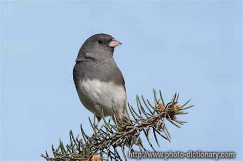 junco - photo/picture definition at Photo Dictionary - junco word and ...