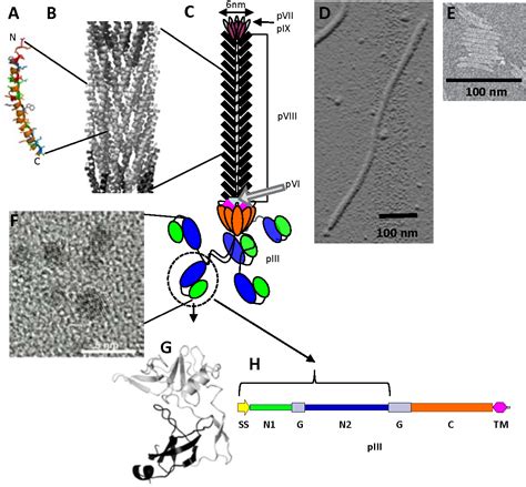Pdf Filamentous Bacteriophage Biology Phage Display And