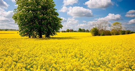 4k Field Wallpapers Top Free 4k Field Backgrounds Wallpaperaccess