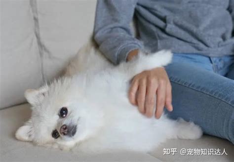养狗首选很粘人的5种狗养过的都说好 知乎