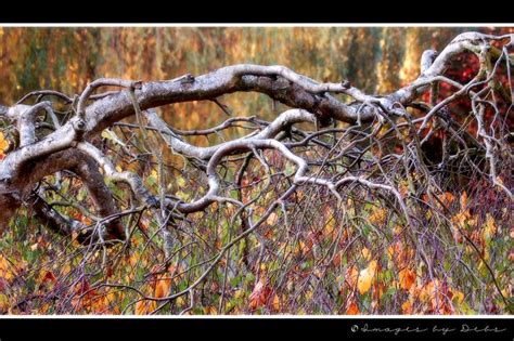 Gnarly Branch By Images By Debs On Deviantart