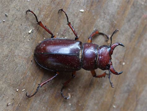 Beetle Bugs With Front Pinchers